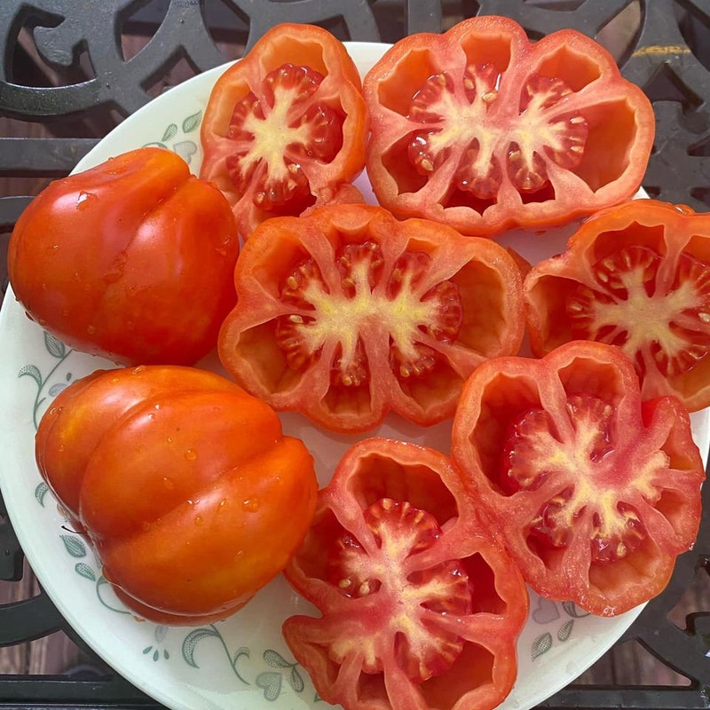 Tulip Seeds - Etsy
