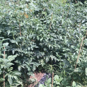 Dwarf Parfait Tomato Seeds - Etsy