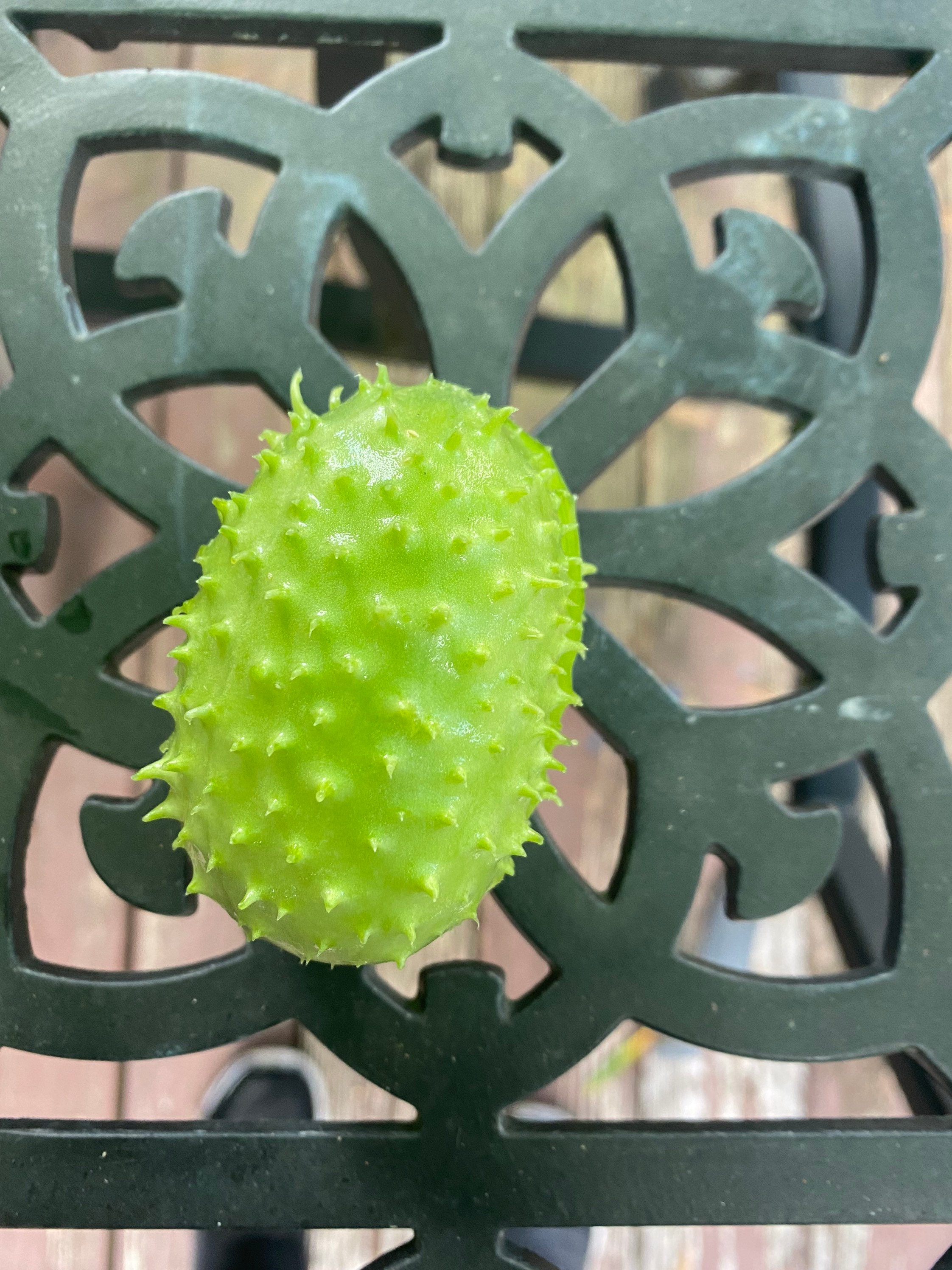 West India Burr Gherkin Cucumber - Etsy