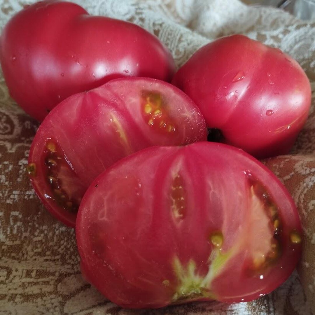 Pink Elephant Tomato Seeds From Russia - Etsy