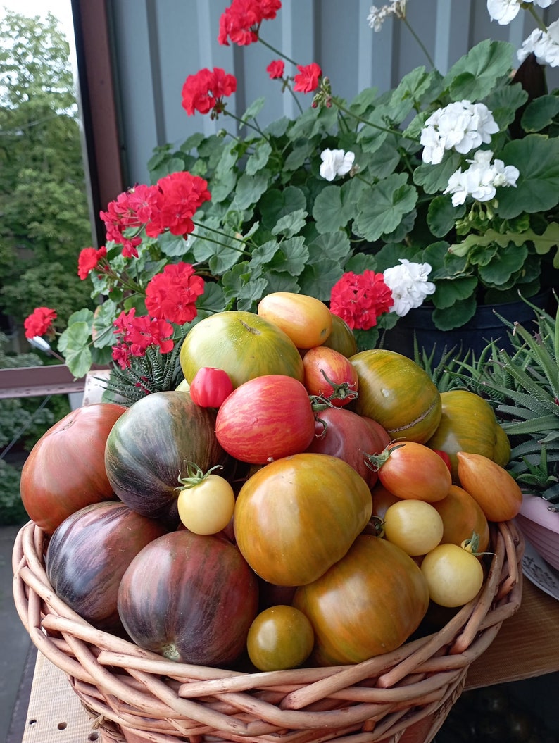 Kozula 24 Tomato Seeds - Etsy