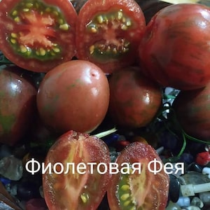 Purple Fairy Dwarf Tomato Seeds - Etsy