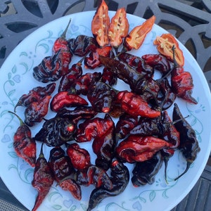 BJ Black X BC Python Hot Chili Pepper Seeds - Etsy