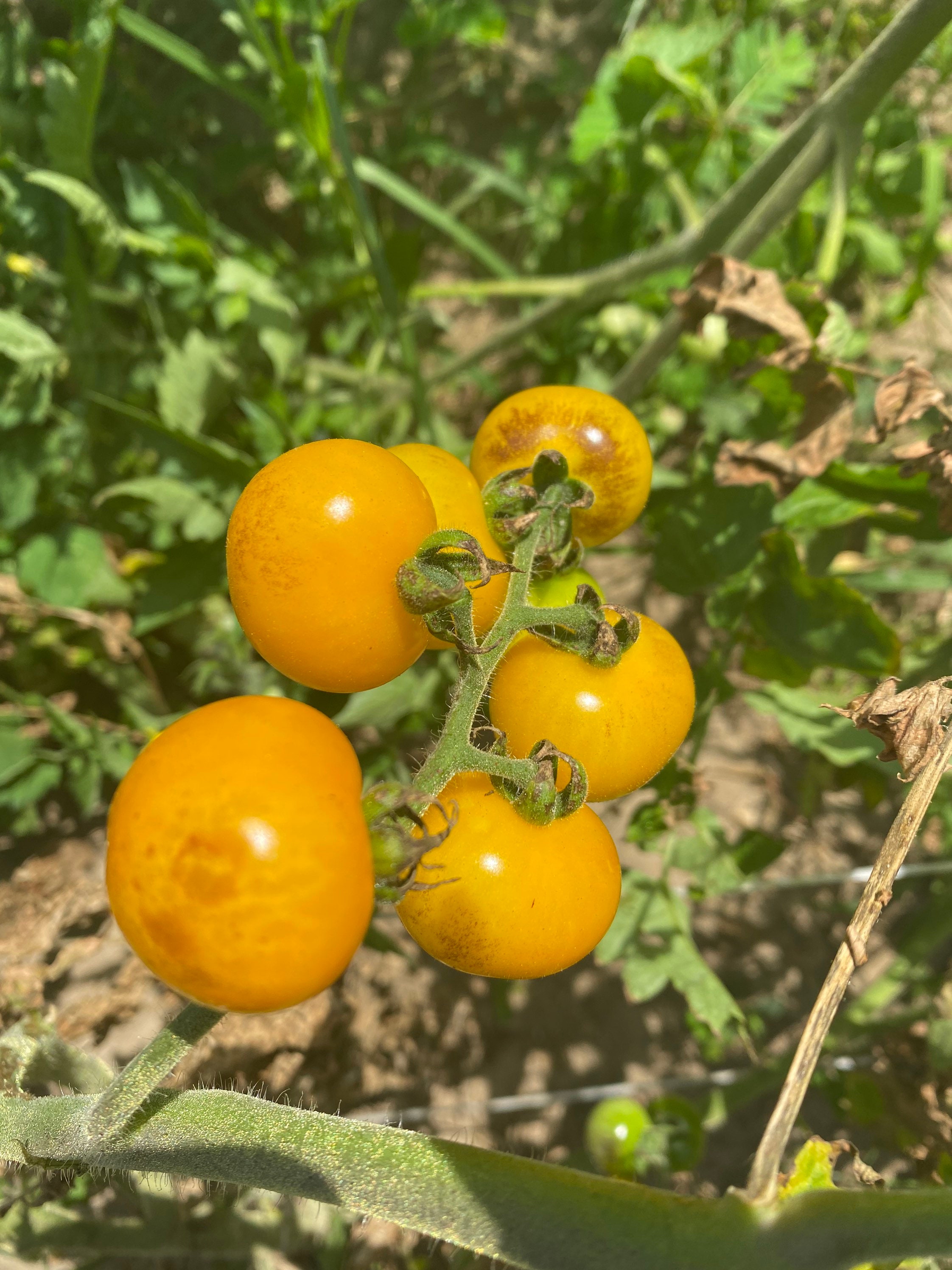 Bosque Blue Bumblebee Tomato Seeds - Etsy