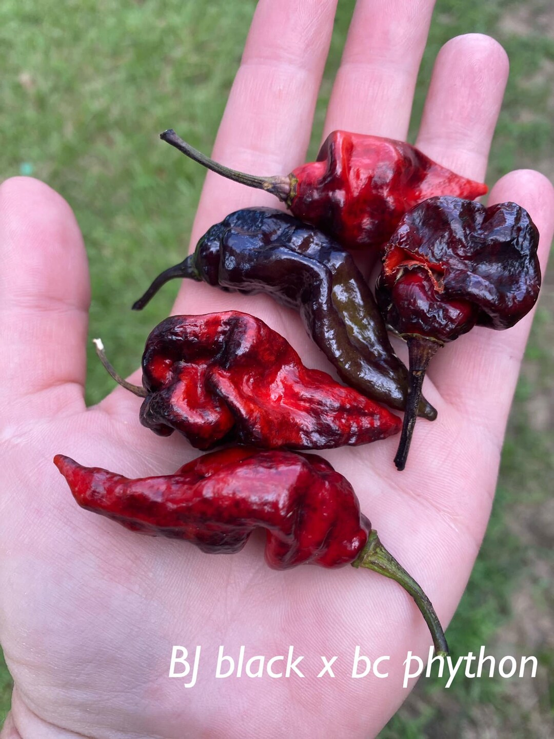 BJ Black X BC Python Hot Chili Pepper Seeds - Etsy