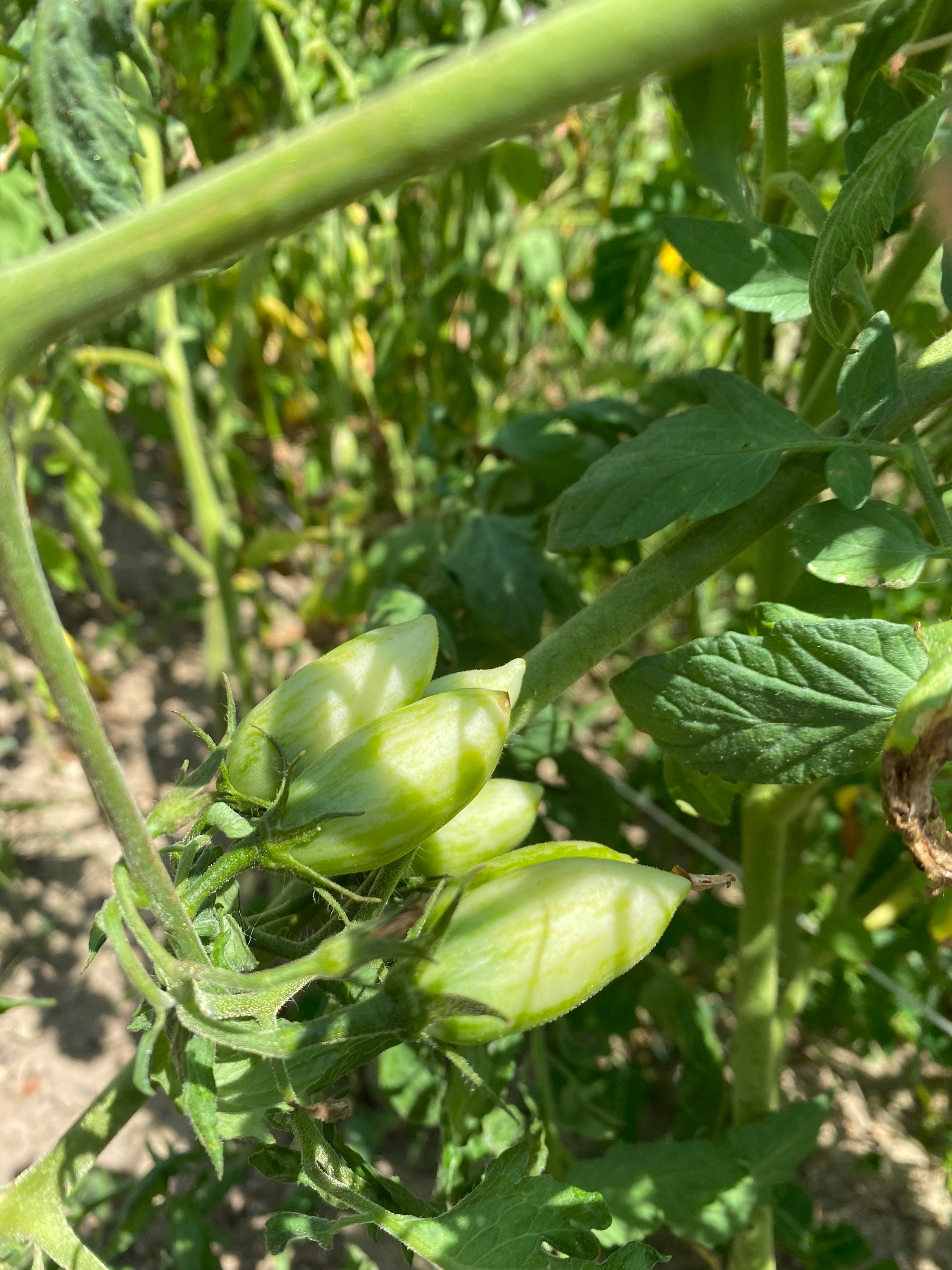 Green Tiger Eye Tomato Seeds - Etsy