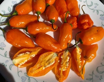 Aji Mango Pepper Seeds 25-50 Seeds - Etsy
