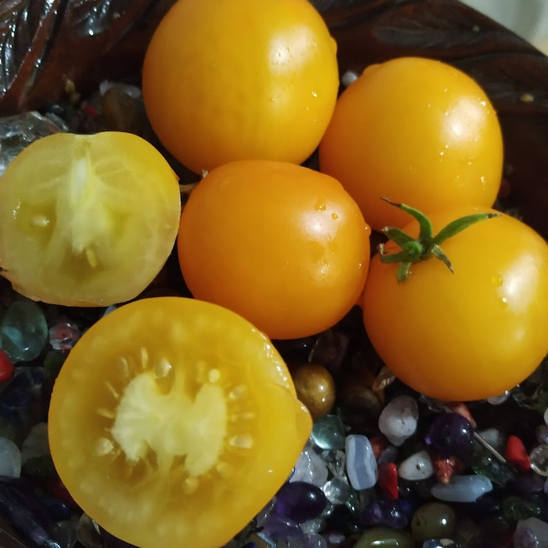 Summer Sun Cherry Tomato Seeds - Etsy