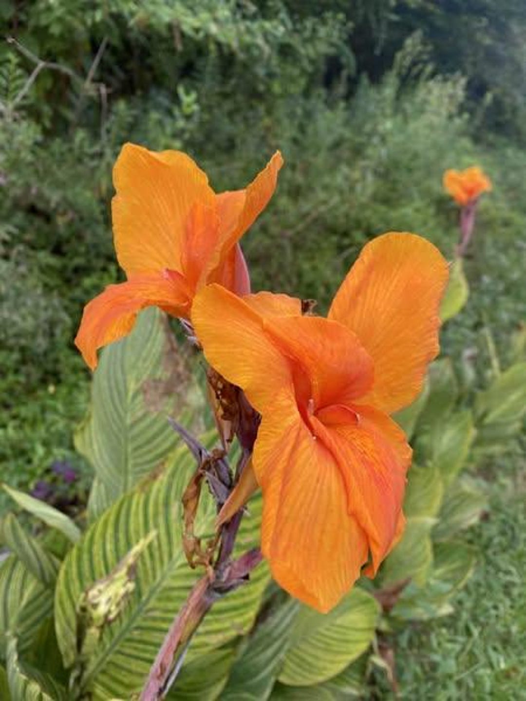 Pretoria Canna, Bare Root, Easy to Grow. - Etsy