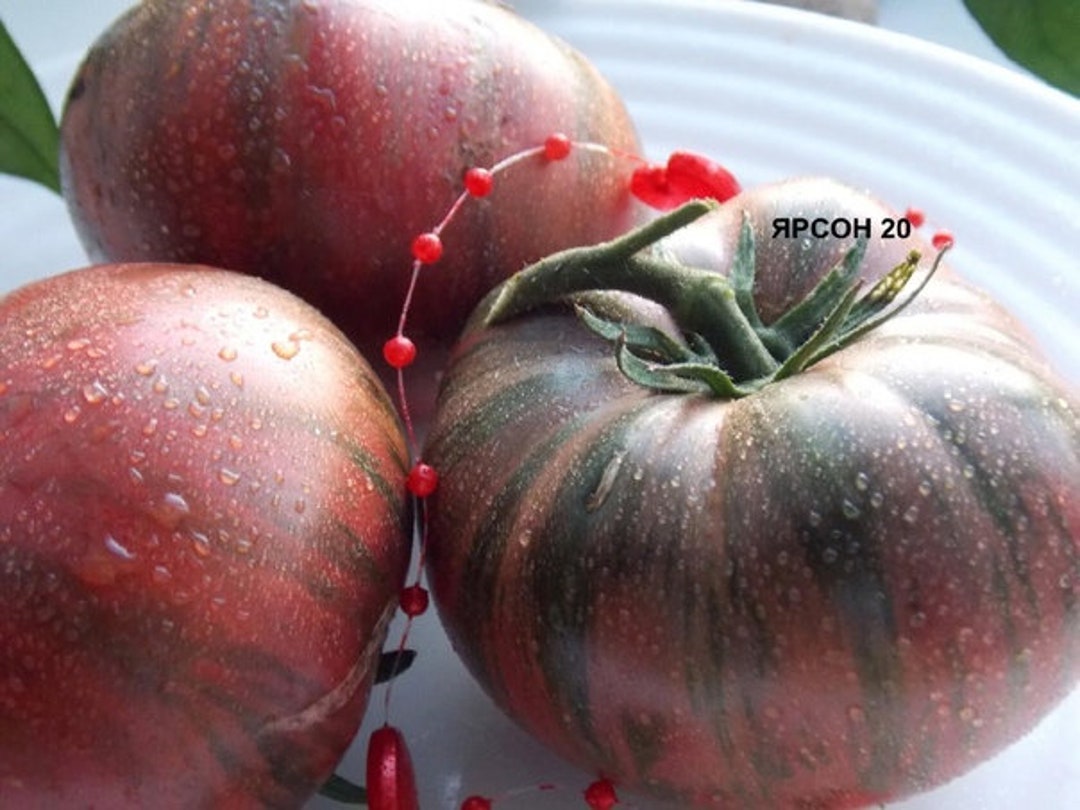 Jarson 20 Tomato Seeds, Poland - Etsy