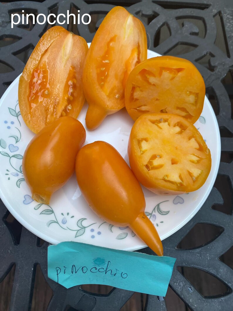 Pinocchio. буратино Original Name Tomato Seeds - Etsy