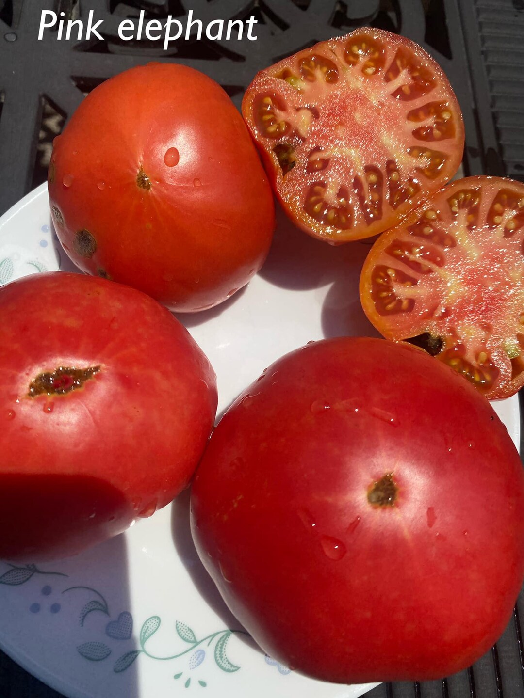 Pink Elephant Tomato Seeds - Etsy