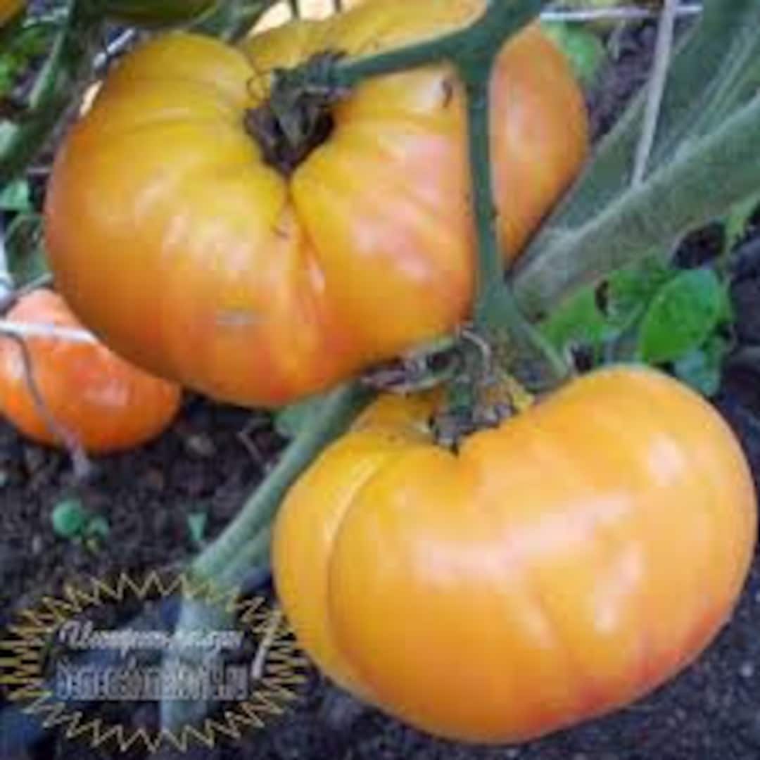 Bethlehem Fire Tomatoes Seeds - Etsy
