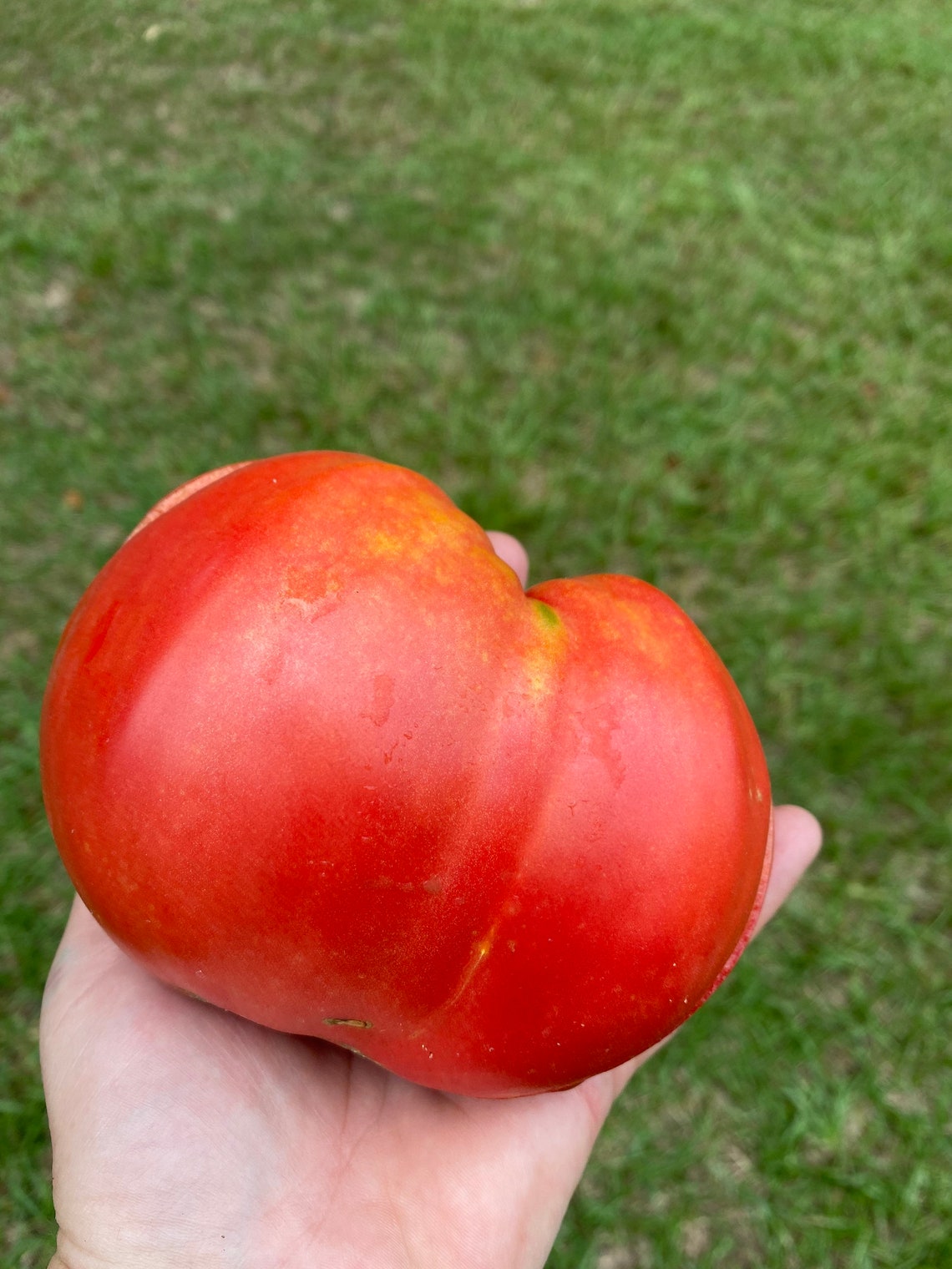 Hungarian Heart Tomato Seeds - Etsy