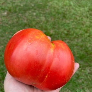 Hungarian Heart Tomato Seeds - Etsy