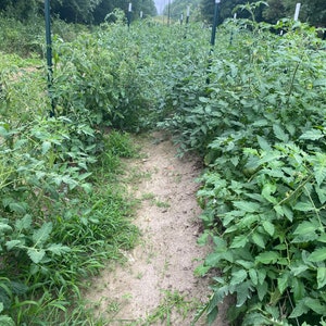 Amber Baron, Tomato Seeds From Kazakhstan Variety - Etsy