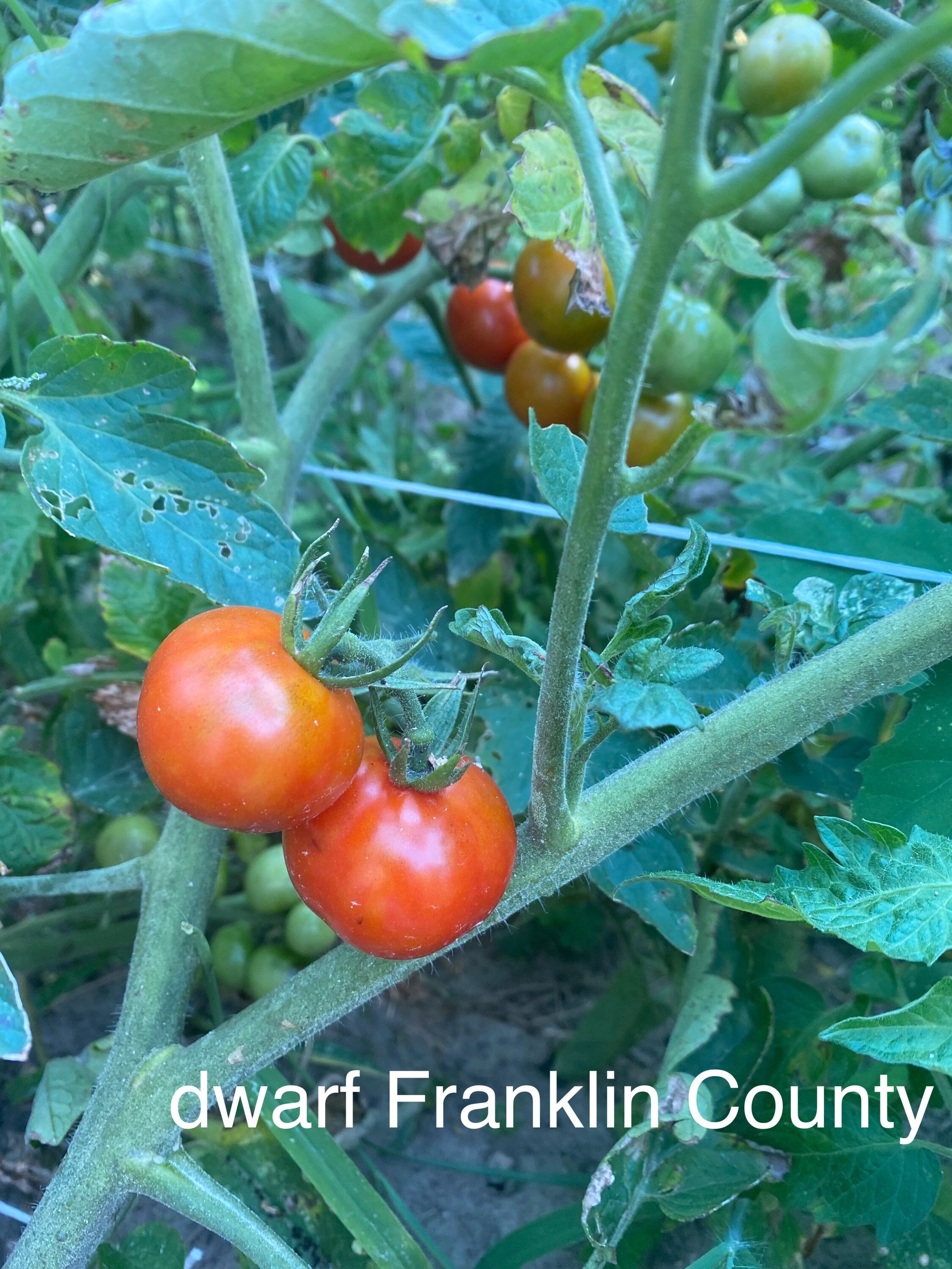 Franklin Tomatoes