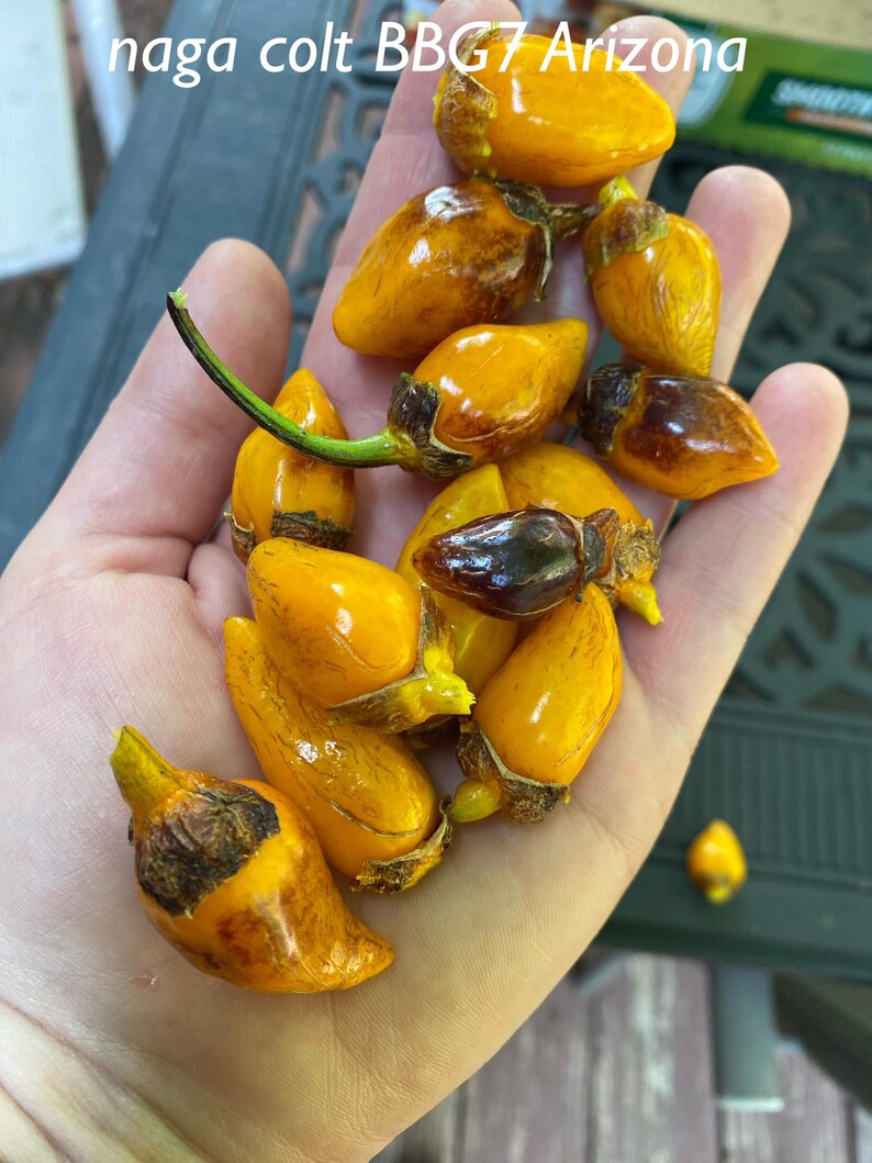 Naga Golt BBG7 Arizona Pepper Seeds - Etsy
