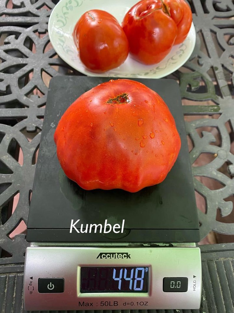 Kumbel Tomato Seeds From Kazakhstan - Etsy