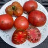REBEL Starfighter VT-16 Tomato Seeds - Etsy