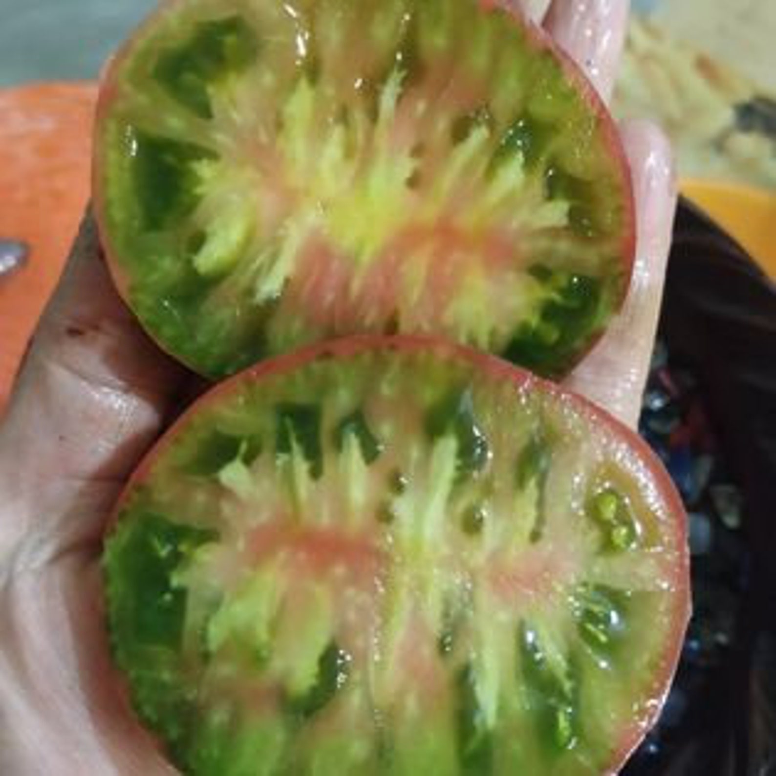 Jarson 1 Tomato Seeds, Polish Selection - Etsy