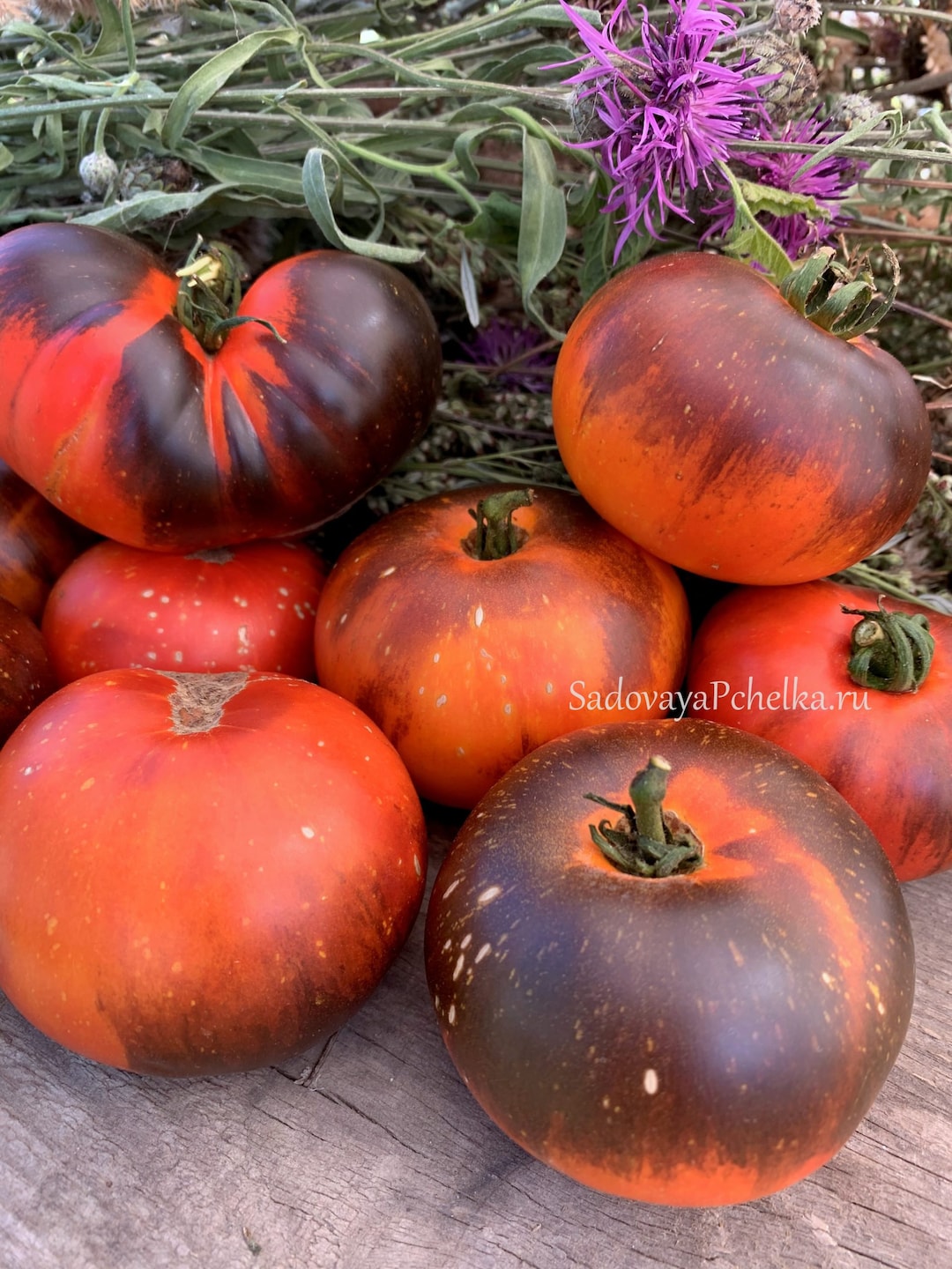 Sofiya's Golden Apple Tomatoes Seeds - Etsy