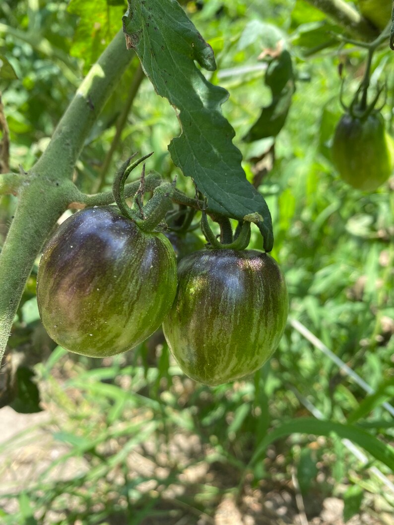 Atomic Fusion Tomato Seeds - Etsy