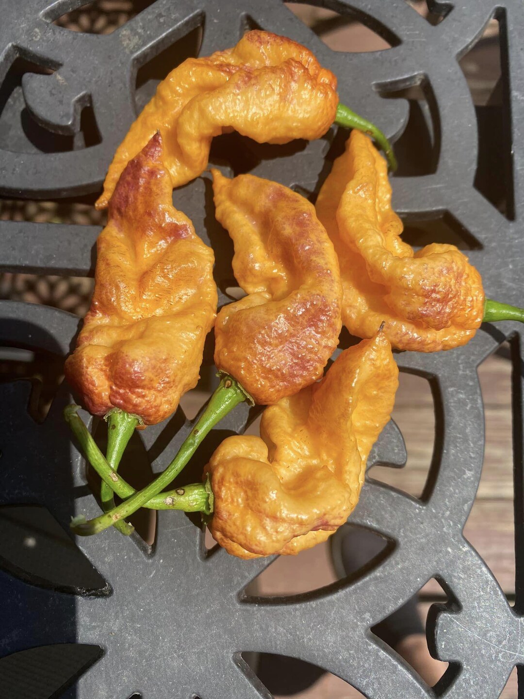 7 Pot Apocalypse Caramel Pepper Seeds - Etsy