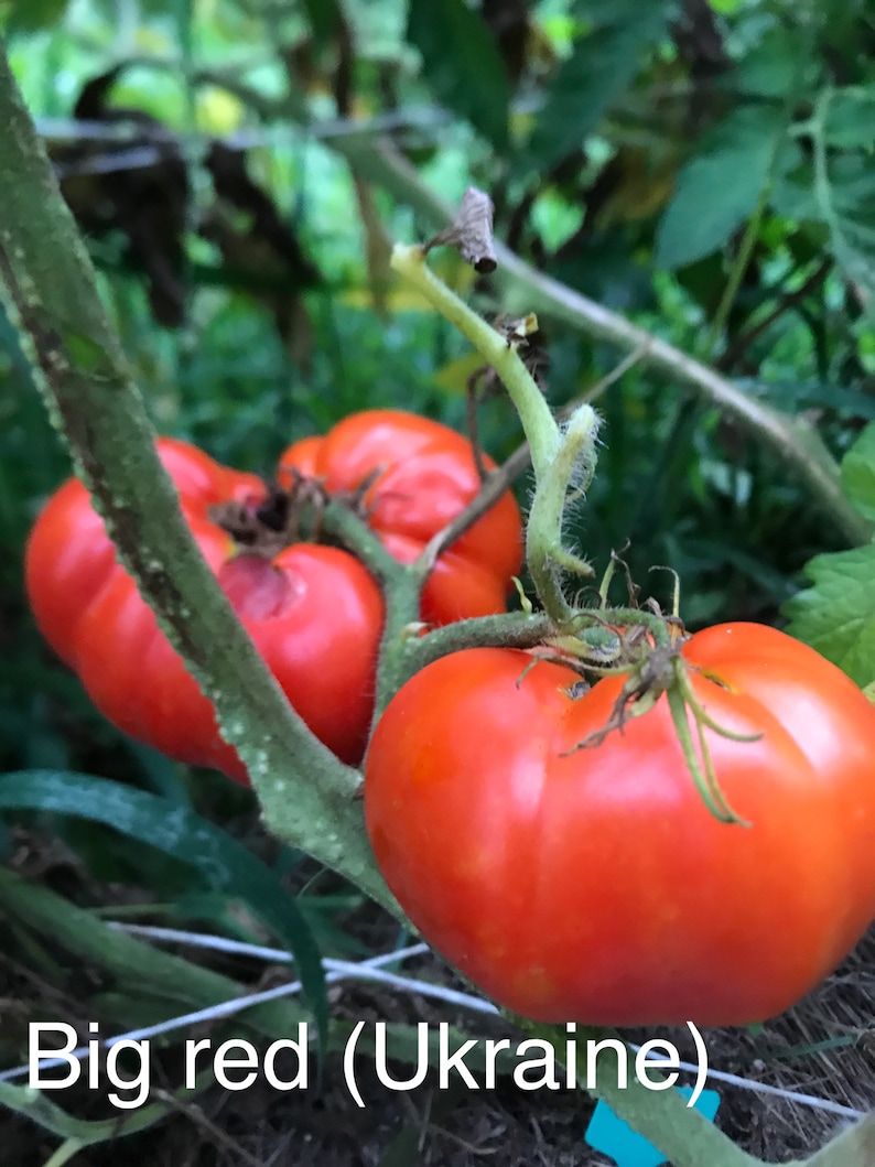 Big Red Tomato Indeterminate - Etsy