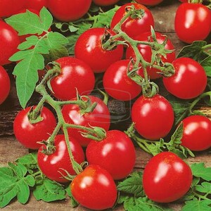 Maskotka Dwarf Tomatoes Seeds - Etsy