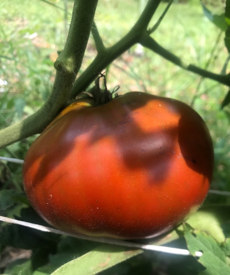 Black Truffle Tomatoes Seeds - Etsy