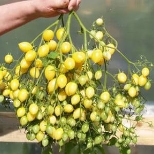 Barry's Crazy Tomatoes Seeds - Etsy