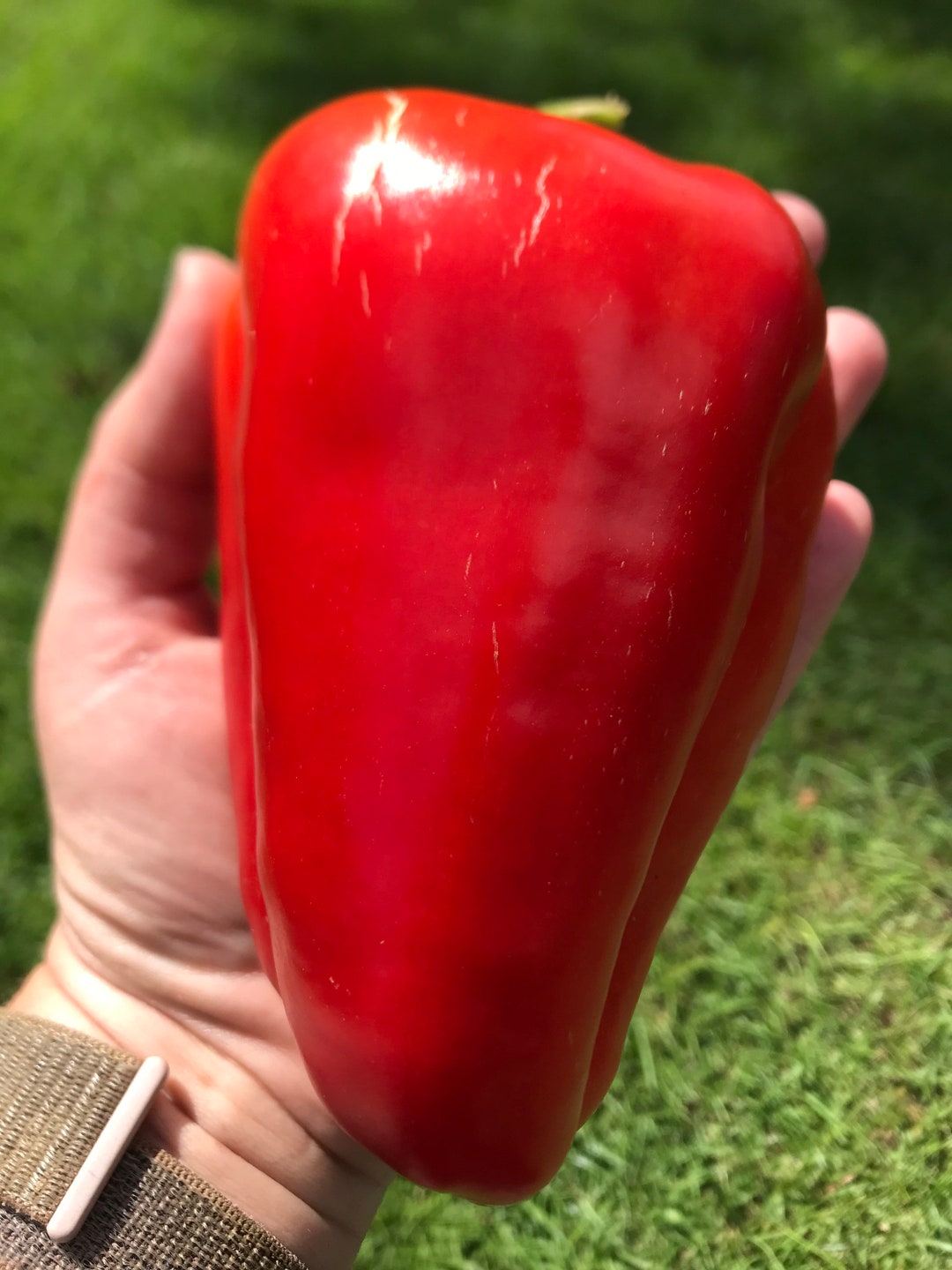Big Red Peppers Seeds - Etsy