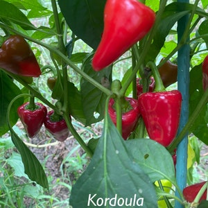 Kardoula , the Sweetest Turkish Pepper Seeds - Etsy