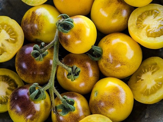 Bosque Blue Bumblebee Tomato Seeds - Etsy