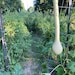 Kumbel Tomato Seeds From Kazakhstan - Etsy
