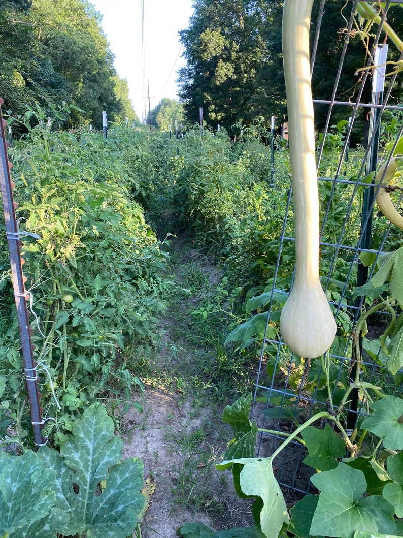 Kumbel Tomato Seeds From Kazakhstan - Etsy