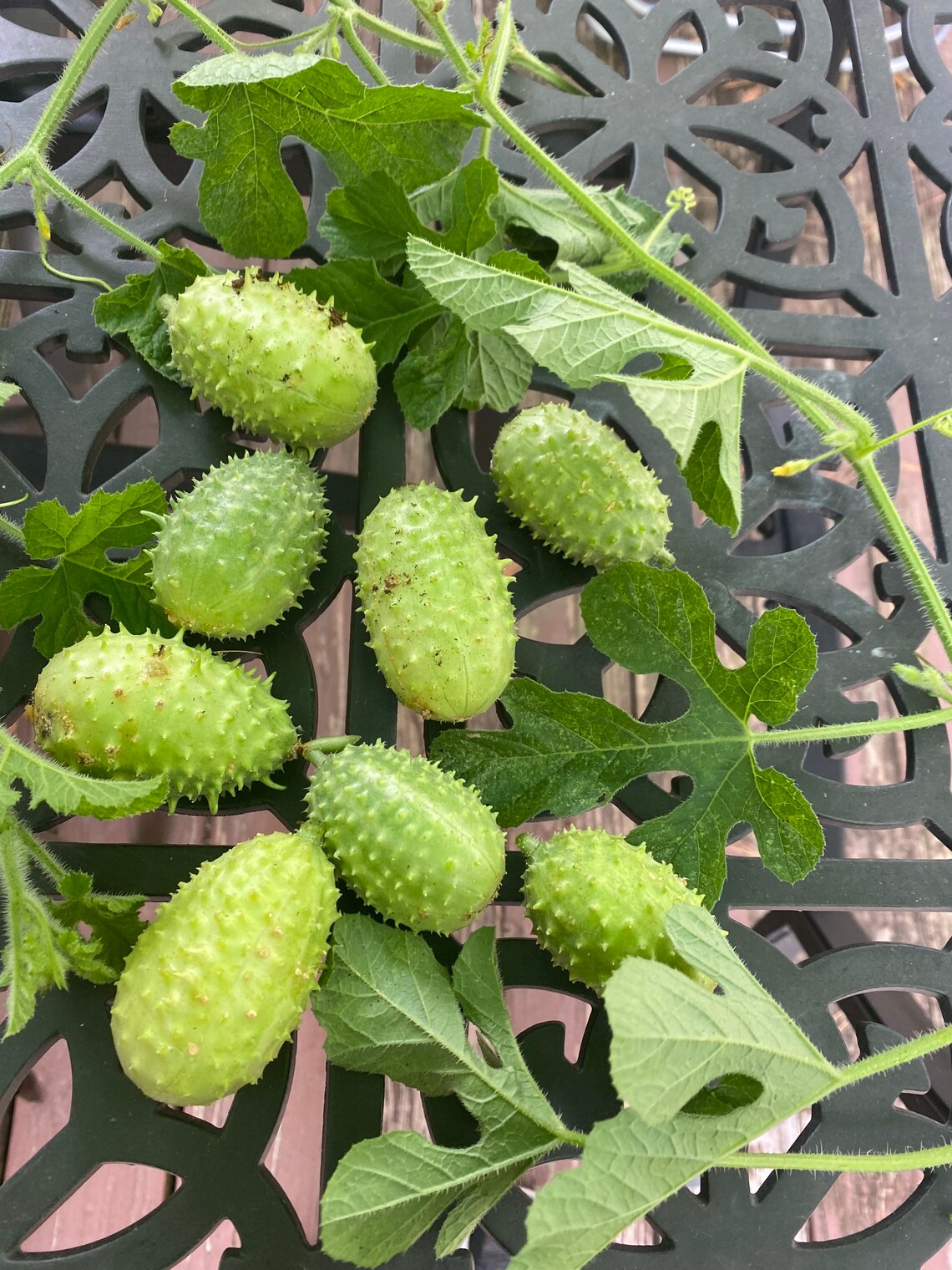 West India Burr Gherkin Cucumber - Etsy