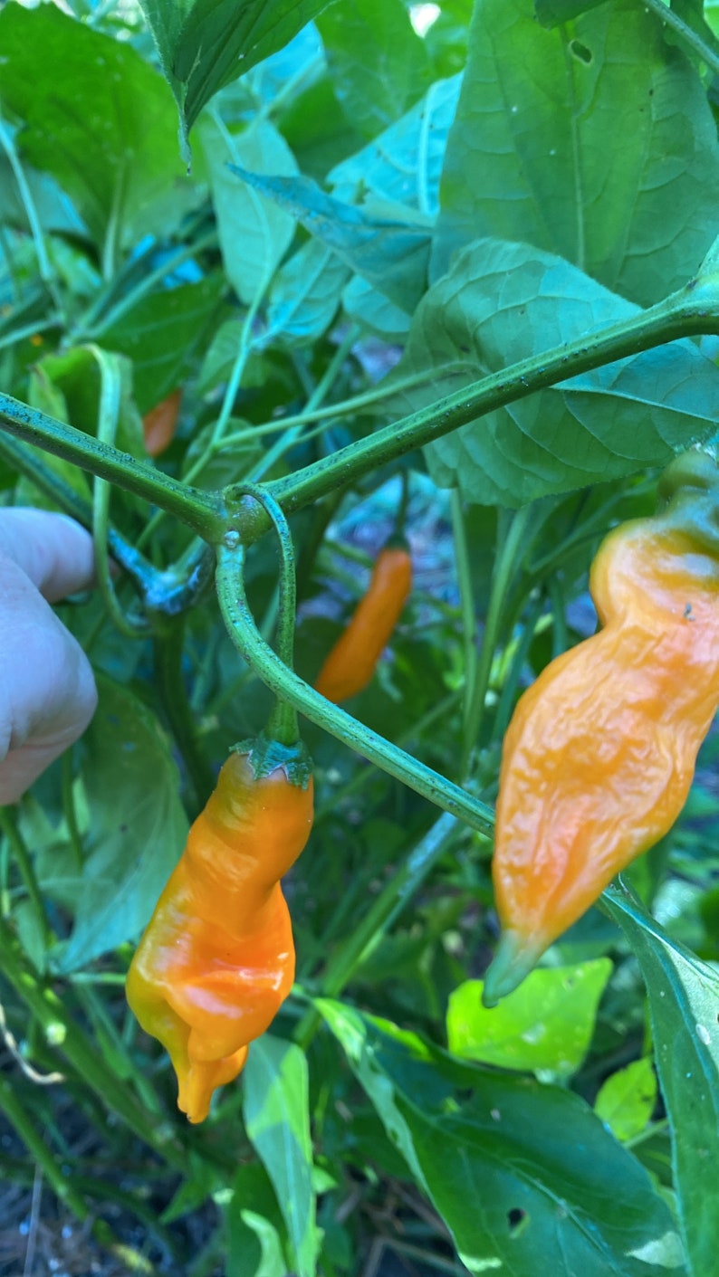 Aji Amarillo Pepper Seeds - Etsy