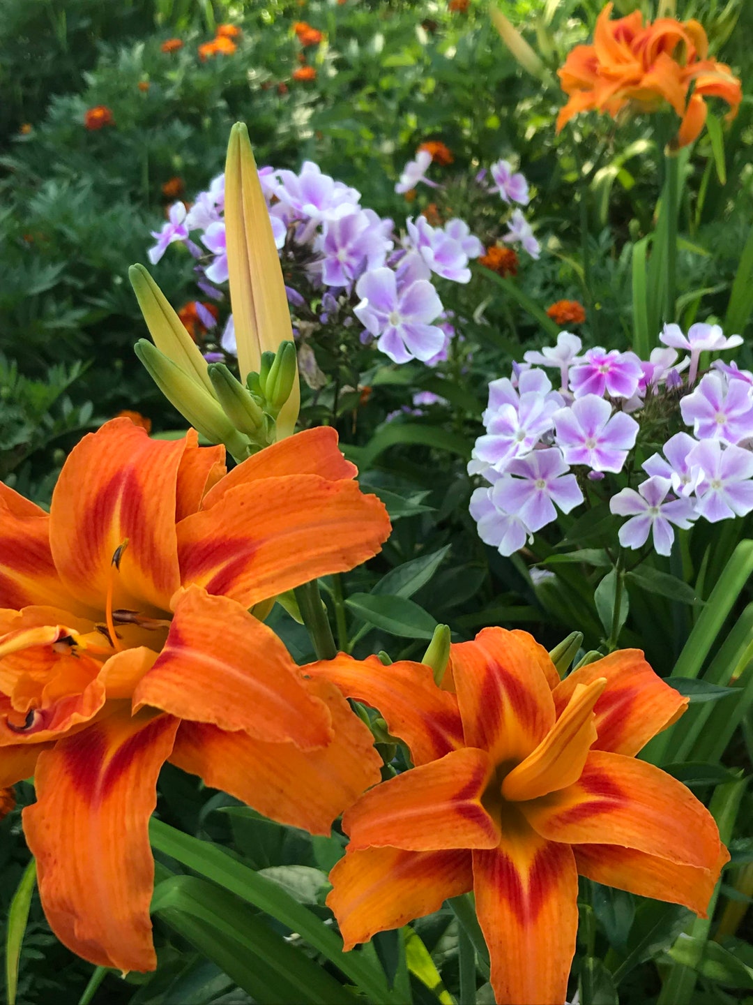 Daylily Plant - Etsy