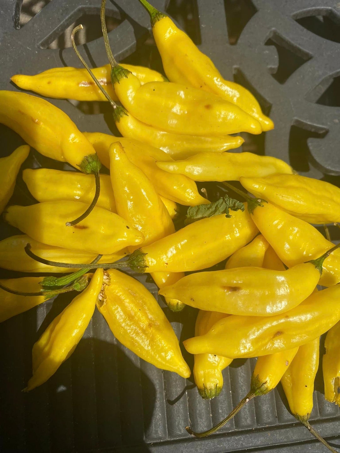 Aji Pineapple Pepper Seeds - Etsy