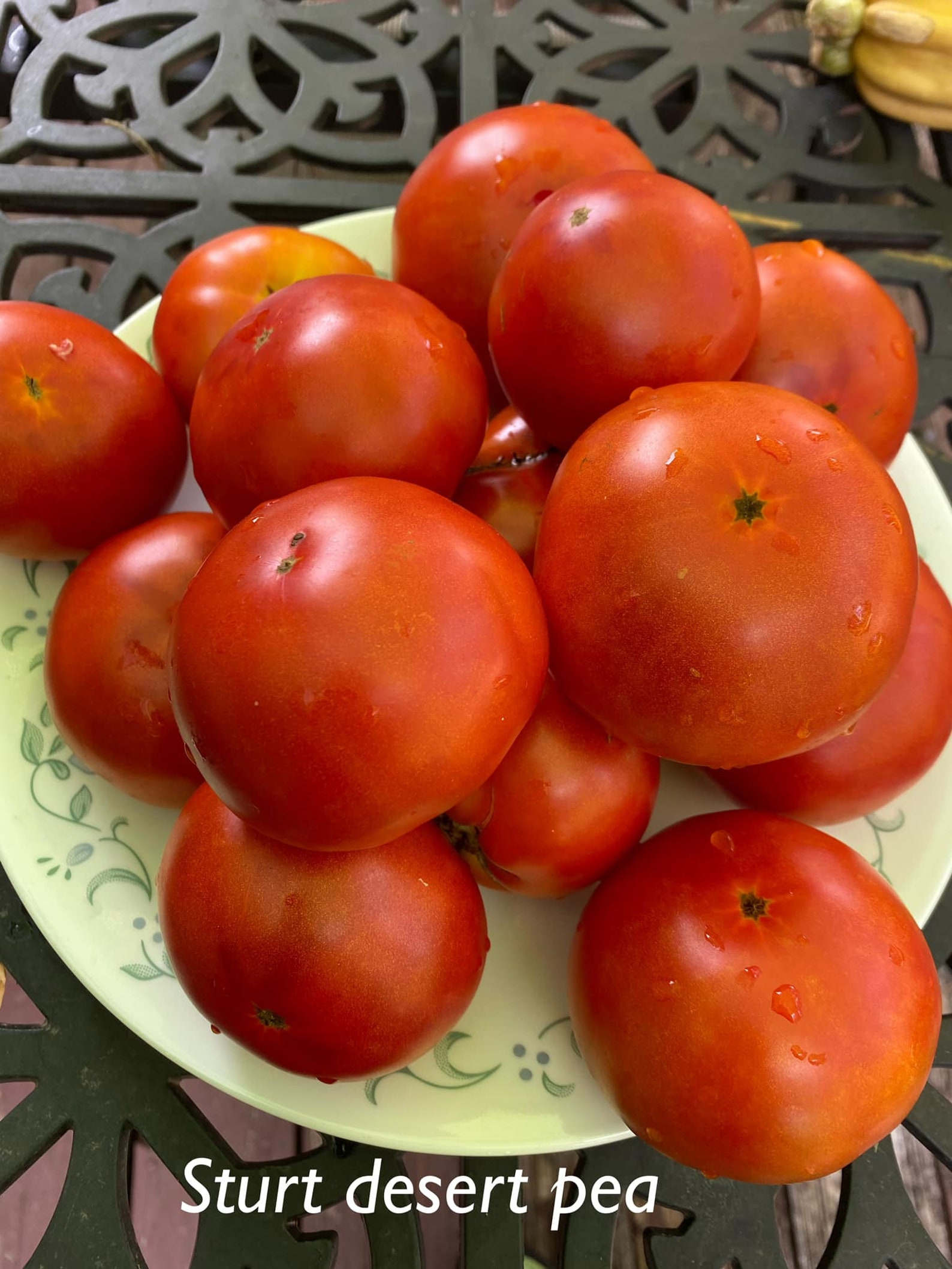 Dwarf Sturt Desert Pea Tomatoe Seeds - Etsy