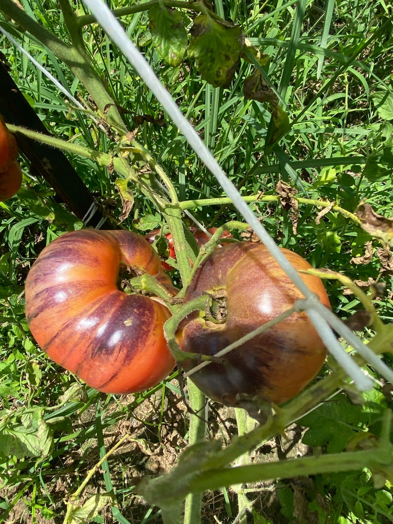Aurora Blue Tomato Seeds - Etsy