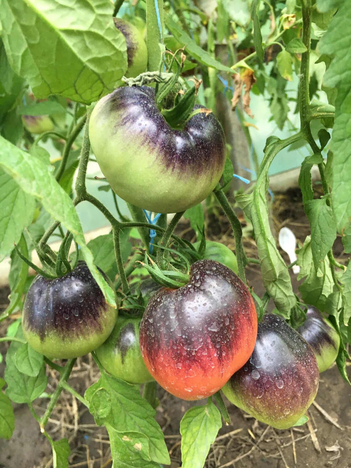 Aurora Blue Tomato Seeds - Etsy