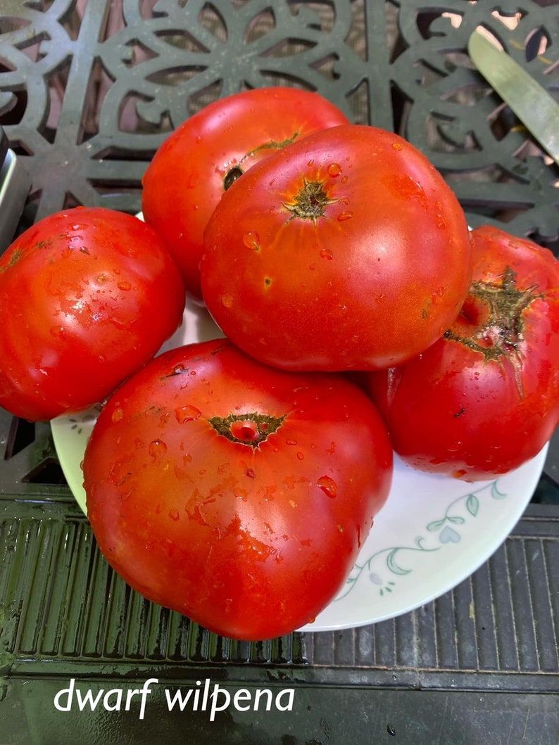 Dwarf Wilpena Tomato Seeds - Etsy