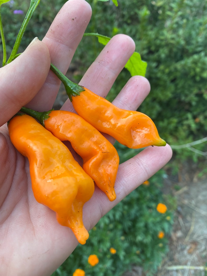 Aji Amarillo Pepper Seeds - Etsy