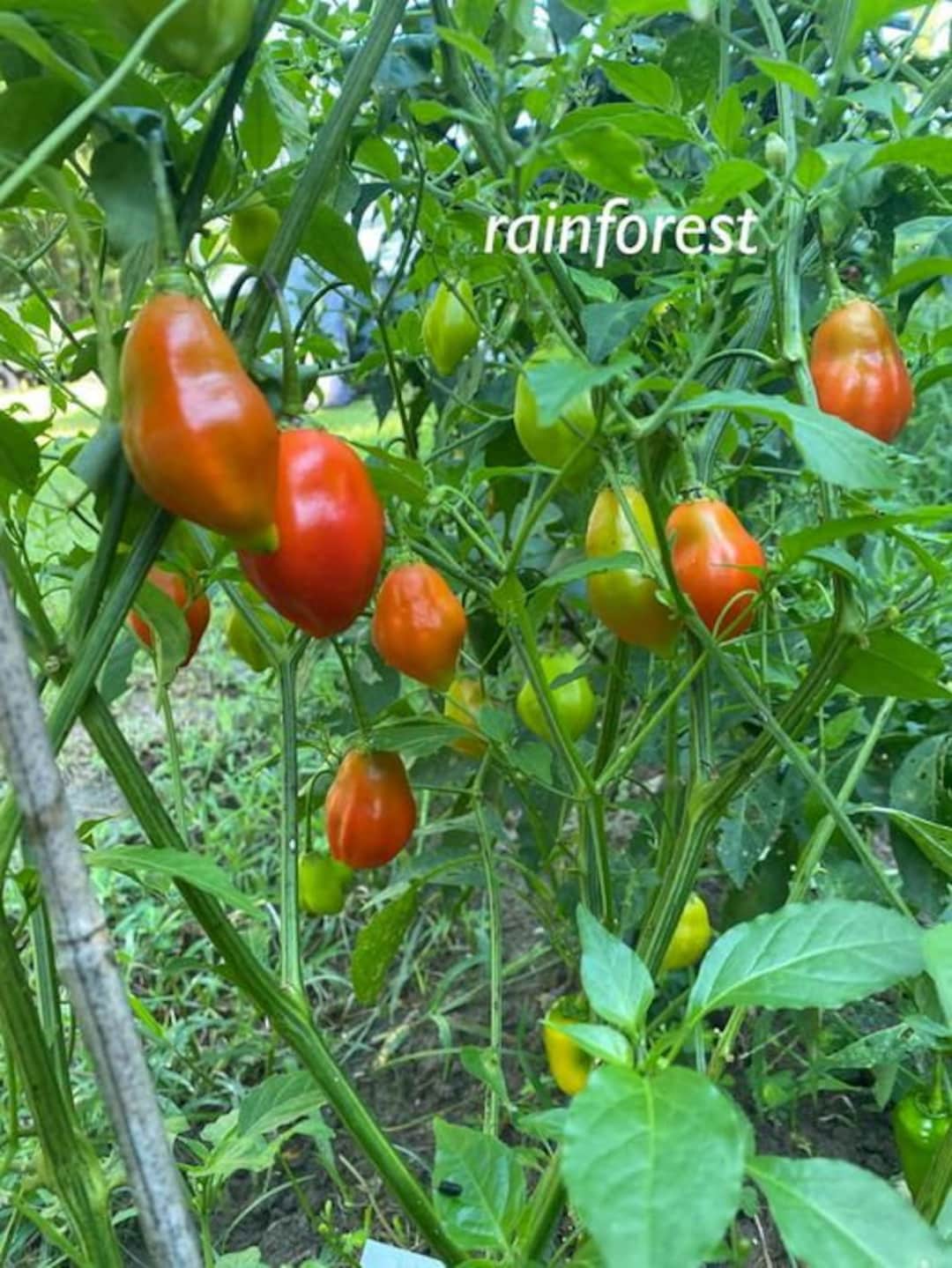 Rainforest Mild Chili Pepper Seeds - Etsy
