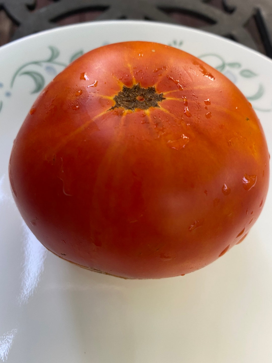 Thorburn Terracotta Tomatoes Seeds - Etsy