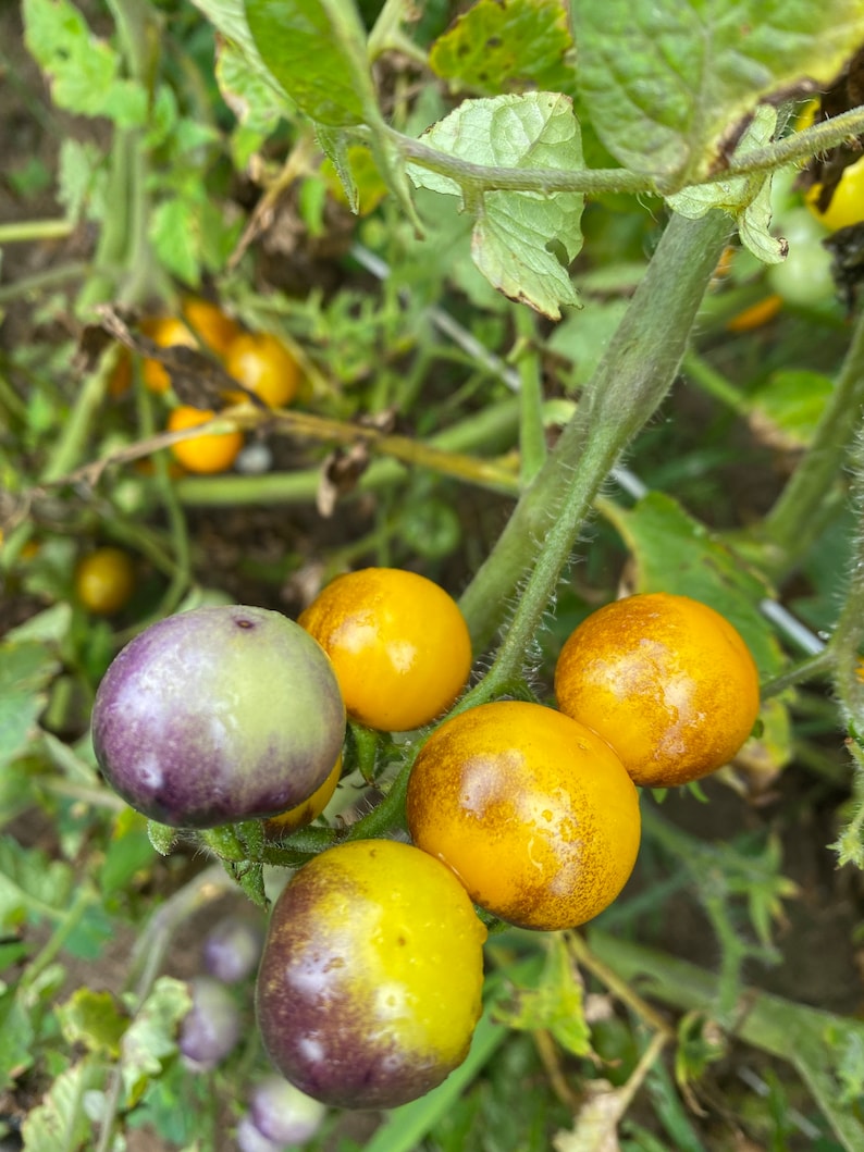 Bosque Blue Bumblebee Tomato Seeds - Etsy