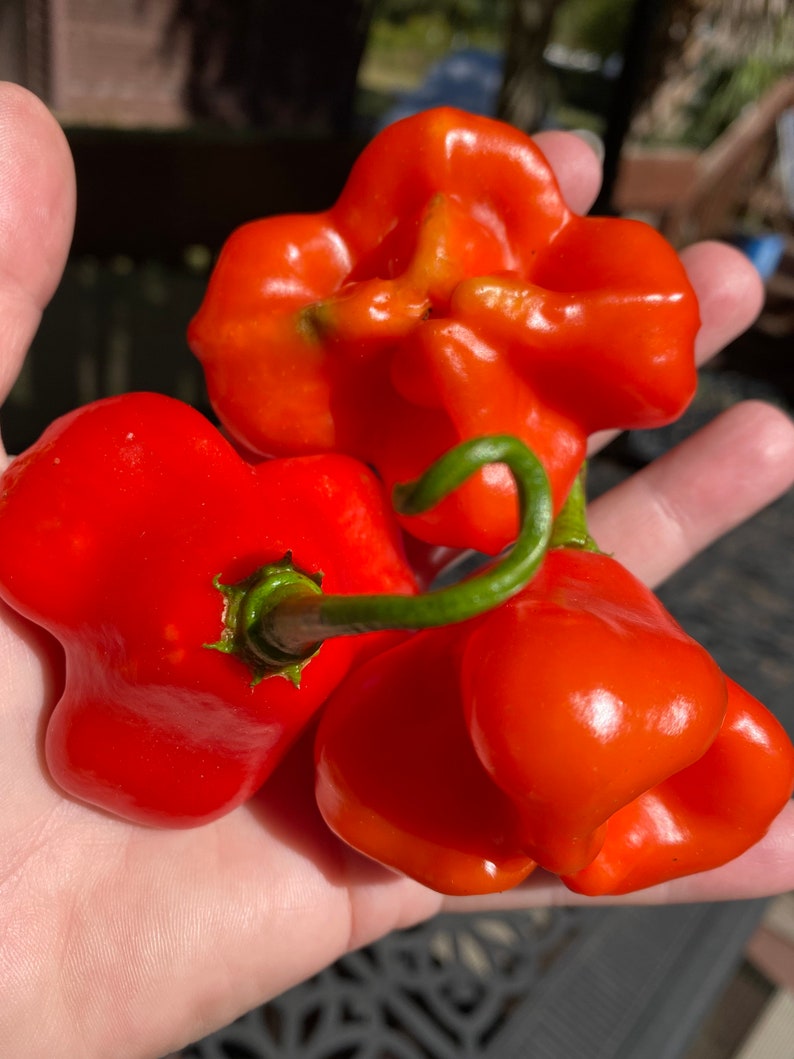 Mad Hatter Sweet Pepper Seeds - Etsy